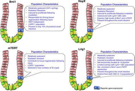 Identifying The Stem Cell Of The Intestinal Crypt Strategies And