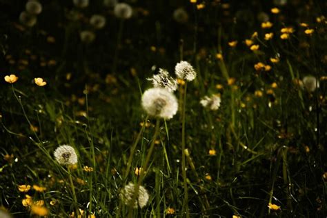 Premium Photo Dandelion Growing In Field