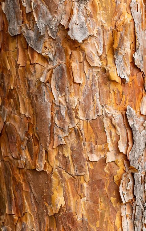 Texture Bark Tree Free Photo On Pixabay
