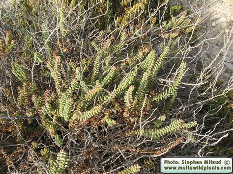 Suaeda Vera Shrubby Seablite The Online Flora