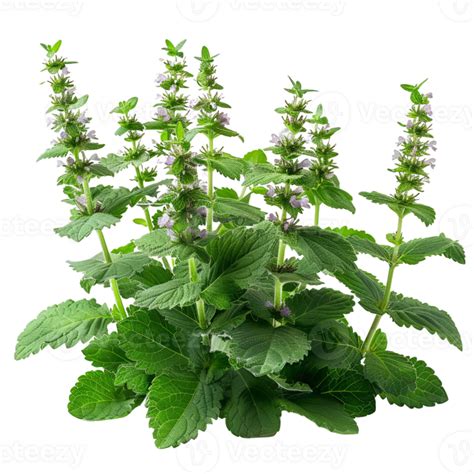 Blooming Catnip Plant Isolated On Black 44619794 Png