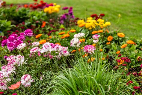 Les Belles Fleurs à Planter En Mai Pour Un Jardin Fleuri Tout Lété