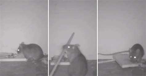 Rat Shows Remarkable Intelligence Uses Stick To Steal Food