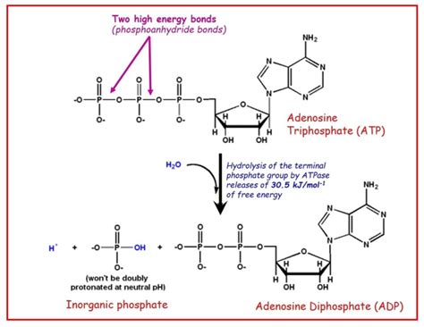Atpadenosine Triphosphate 아데노신 3 인산 네이버 블로그