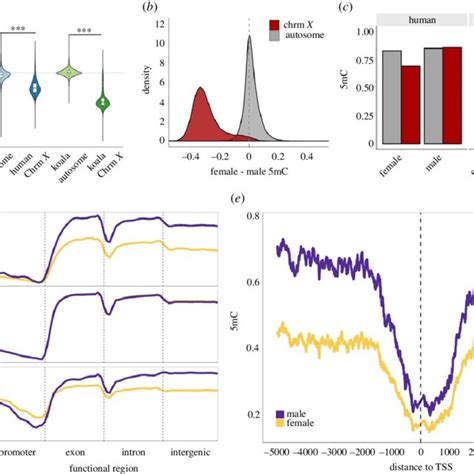 Global Patterns Of Female And Male Dna Methylation 5mc In Human And