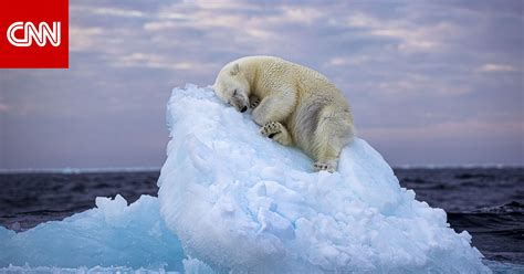 بينها دب قطبي نائم على حفنة من الجليدإليك الصور المرشحة لجائزة مصور