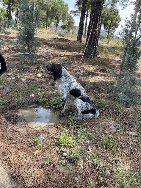 მონადირეთა ჯგუფი ალგეთელები ამას წინათ ძაღლი დამეკარგა და ვიპოვე Facebook