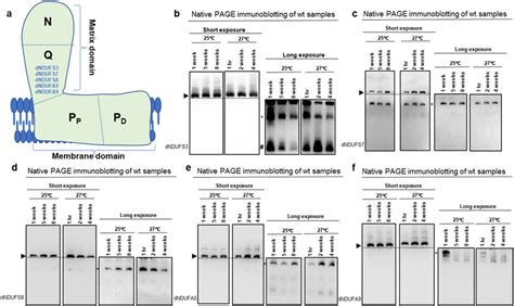 The Expression Of Dndufs3 In Subcomplexes Is Down Regulated With Age Download Scientific