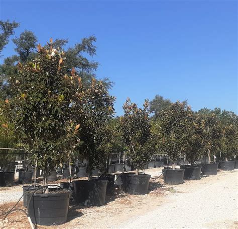 Joan Lionetti Texas Live Oak Quercus Fusiformis ‘joan Lionetti Lawns Tree Farm