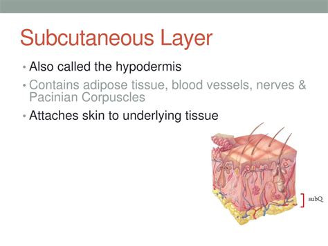 Subcutaneous Layer Diagram