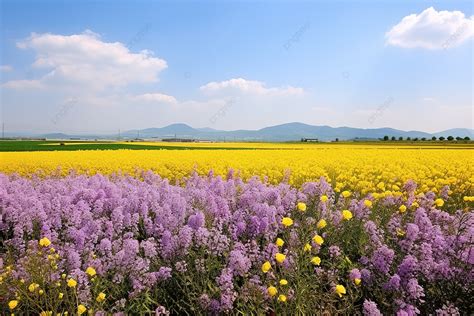 활짝 핀 꽃으로 둘러싸인 열린 들판 가을 높은 해상도 구름 배경 일러스트 및 사진 무료 다운로드 Pngtree