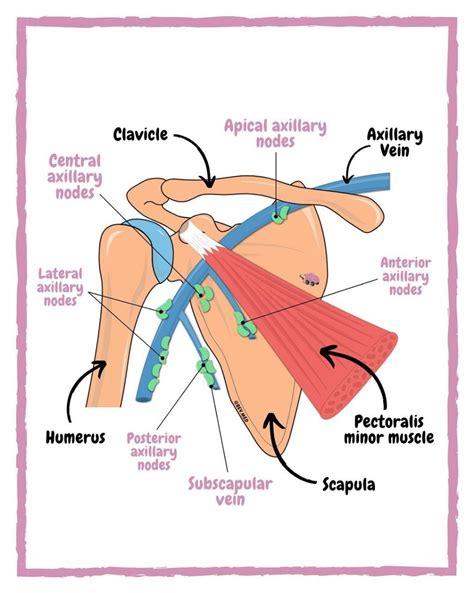 Axillary Vein