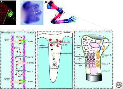 Extracellular Matrix Degradation And Remodeling In Development And Disease