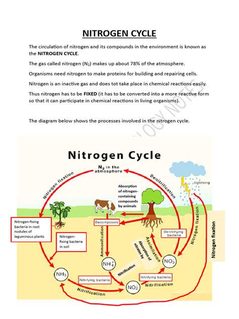 Nitrogen Cycle Notes Pdf