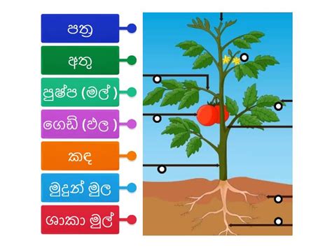 ගසක කොටස් හඳුනා ගනිමු Labelled Diagram