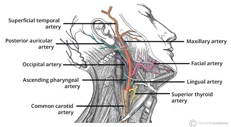 Arteries Of The Head And Neck Teachmeanatomy