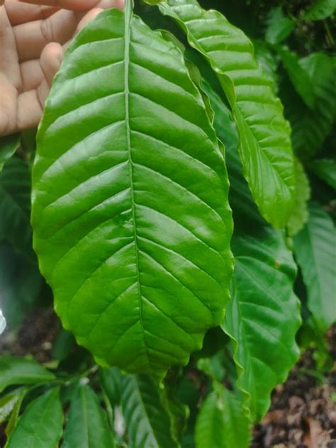 Penyakit Daun Tanaman Kopi Object Detection Dataset And Pre Trained