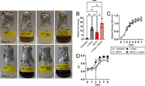 Methamphetamine Meth Induces Cryptococcus Neoformans Laccase Download Scientific Diagram