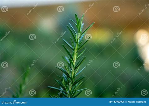 Rosemary Fragrant Herb Is Edible Woody Perennial Plant With Greenery