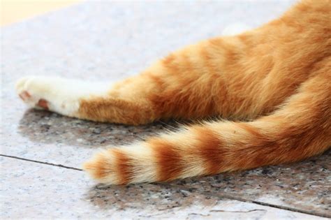猫が「しっぽを床に叩きつける」意味、対処方法まとめ！ 生き物当番