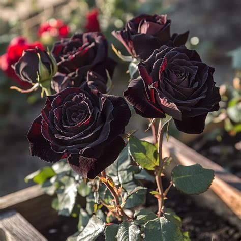 Black Baccara Rose Seeds Deep Velvet Red To Almost Black Rose