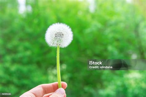젊은 백인 여자 손에 하얀 솜털이 민들레를 들고 녹색 숲 단풍 배경입니다 황금 햇빛입니다 활기찬 색상입니다 행복 희망 순도 묵상 꿈 여름입니다 공간 복사 꽃 나무에 대한