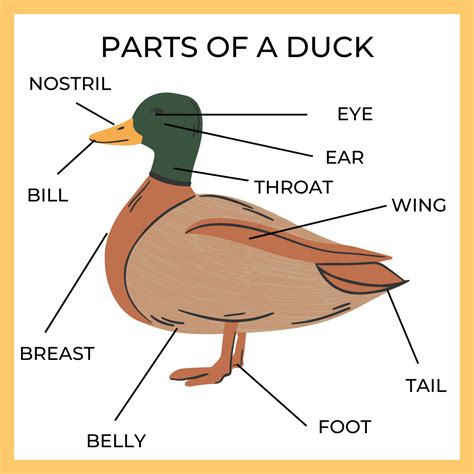 Body Parts Of A Duck All About Me Preschool Kindergarten Activities