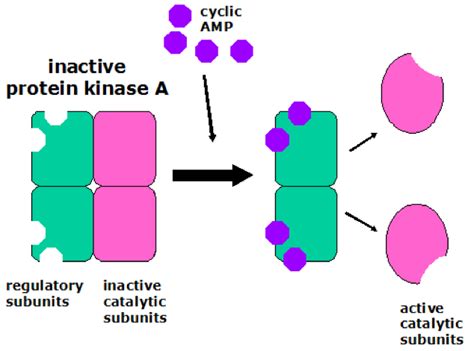 Protein Kinase A The School Of Biomedical Sciences Wiki