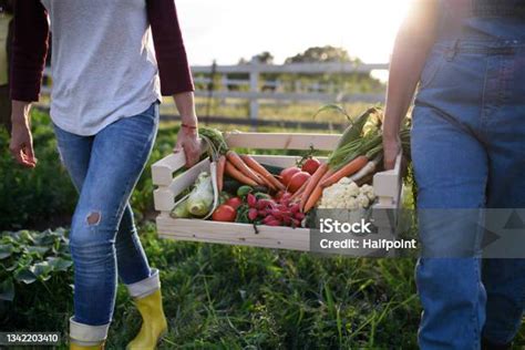지역 사회 농장에서 야외에서 자란 채소와 함께 상자가 들고 있는 인식할 수 없는 여성 농부들 채소에 대한 스톡 사진 및 기타 이미지 Istock