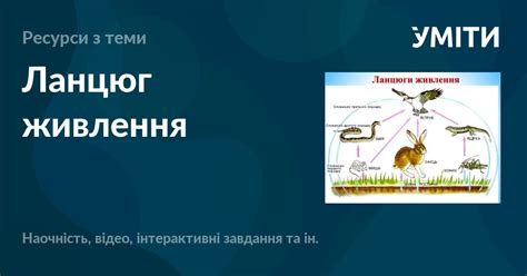 Ланцюг живлення УМІТИ