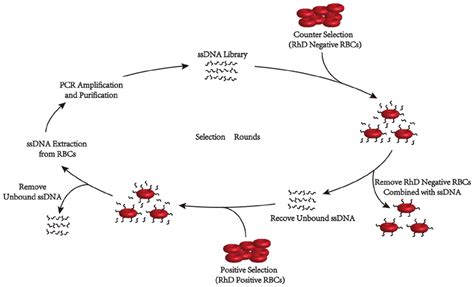 Scheme Of In Vitro Selection Of Ssdna Aptamers By The Cell Selex