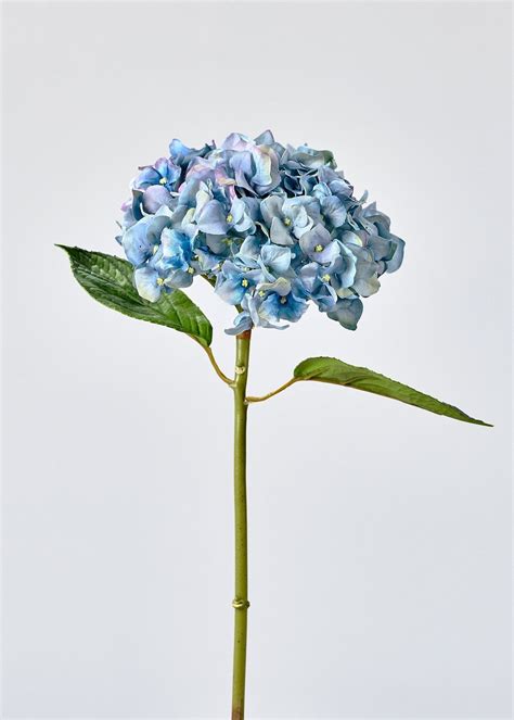 Hortensia Flower