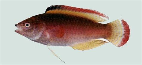 中文種名紅緣絲鰭鸚鯛 學名cirrhilabrus Rubrimarginatus 台灣俗名紅娘仔、柳冷仔 大陸名紅緣絲隆頭魚