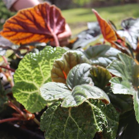 Cane Stemmed Begonia 50mm Tube Assorted Varieties Tropical Foliage