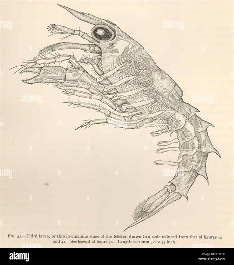 42986 Third Larva Or Third Swimming Stage Of The Lobster Length 111 Mm