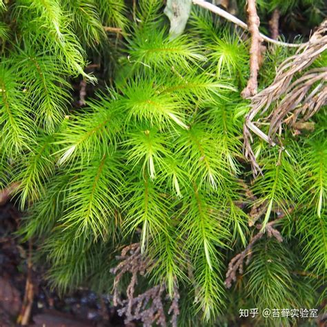 藓为人知如何辨识苔藓植物 知乎