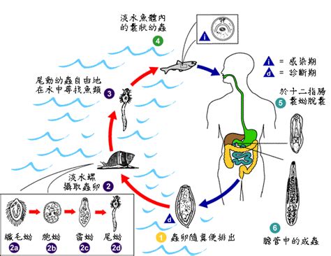 一块砧板惹的祸！六岁孩子患上肝吸虫病检查幼虫淡水
