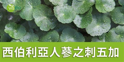 Vislife特活綠健康知識