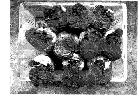 Method For Cultivating Lucid Ganoderma Eureka Patsnap