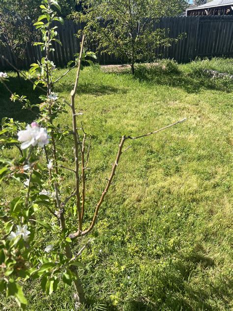 Graft Didnt Wake Up This Year Rfruittree