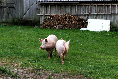 Kiaules Išpjovę Dzūkai Pasiuskit Delfi Agro