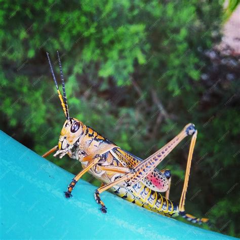 Premium Photo Close Up Of Grasshopper On Wall