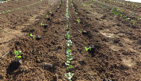 4 Great Vegetables For Intercropping Hobby Farms