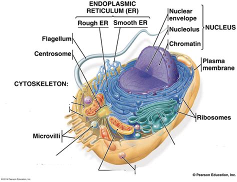 Bio Chp Cells And Membranes Diagram Quizlet