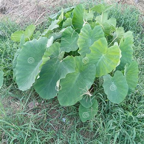 Planta De Taro Verde Vibrante En El Hábitat Natural Imagen De Archivo Imagen De Césped Fruta