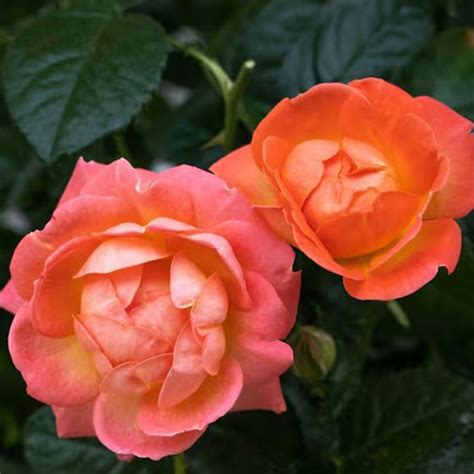 Orange Glow Knock Out Rose For Sale Disease Resistant Shrub Rose