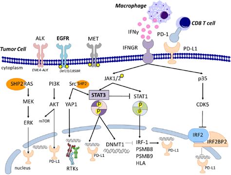 Stat3 As A Potential Immunotherapy Biomarker In Oncogene Addicted Non