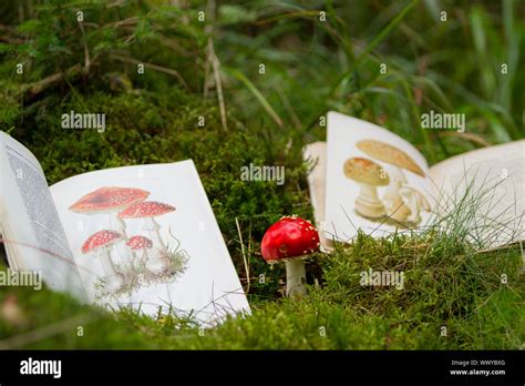 Determination Of Mushrooms With Mushroom Book Stock Photo Alamy