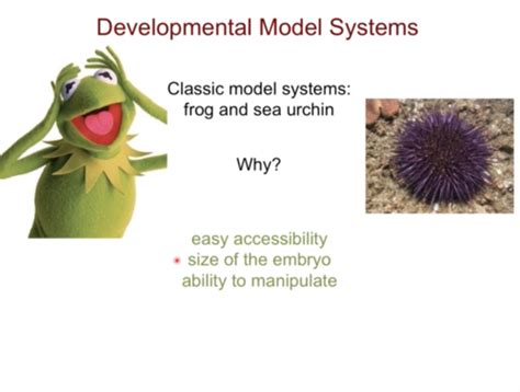 Dev Bio Lecture 3 Flashcards Quizlet