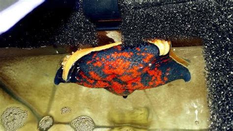 海燕海星海燕海鸥大海海燕大山谷图库